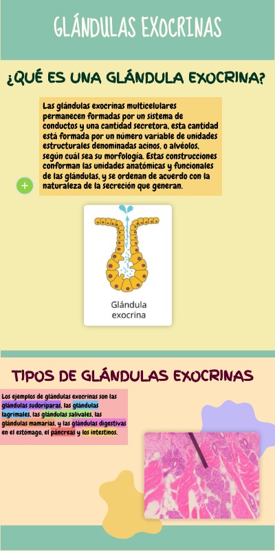 Glándulas exocrinas | Genially
