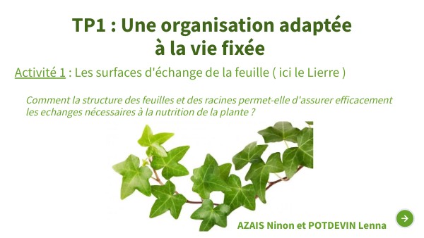 TP 1 lierre | Genially