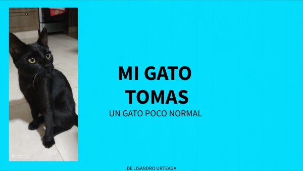 TOTO MI GATO POCO NORMAL