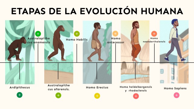 STAGES OF HUMAN EVOLUTION | Genially