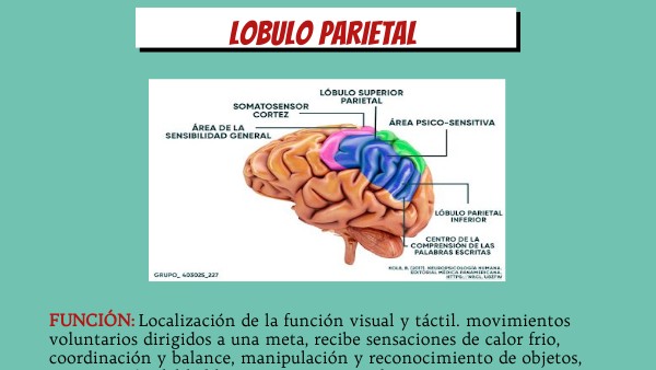 lobulo parietal | Genially
