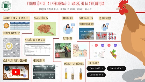 EVOLUCIÓN DE LA ENFERMEDAD DE MAREK EN LA AVICULTURA | Genially