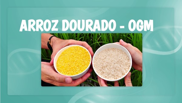 Arroz Dourado -OGM | Genially