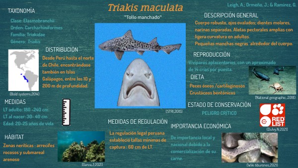 INFOGRAFÍA TRIAKIS MACULATA