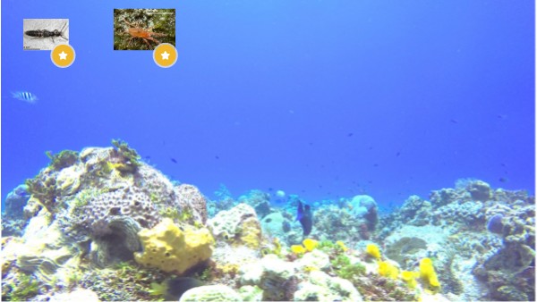 Réseau alimentaire dans l'océan | Genially