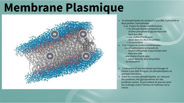 La membrane plasmique