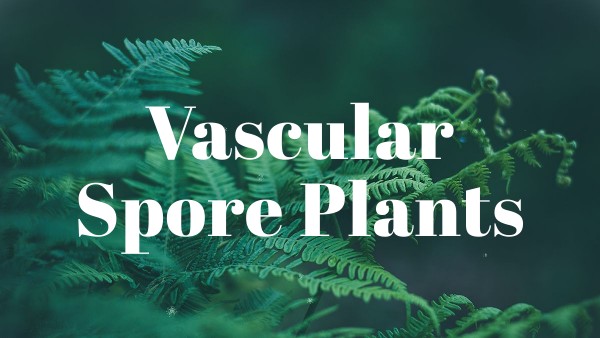 Vascular Spore Plants