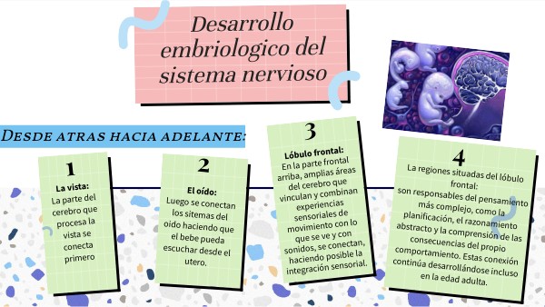 desarrollo embriologico del sistema nervioso | Genially