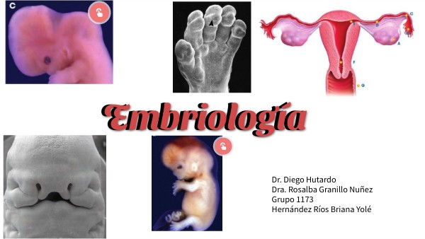Linea del tiempo embrio | Genially