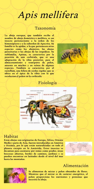 Apis mellifera | Genially