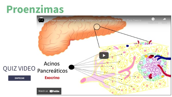 QUIZ VIDEO PROENZIMAS | Genially