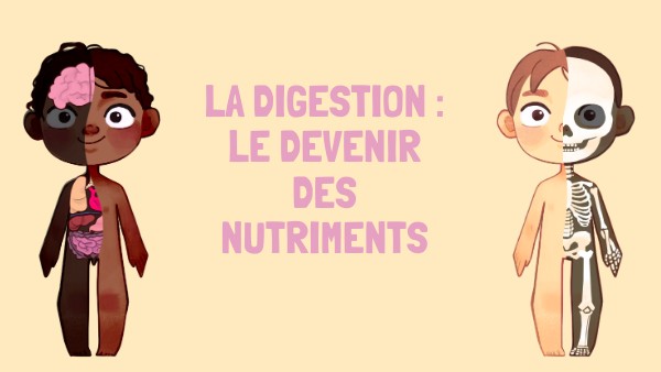 La digestion : Le devenir des nutriments | Genially
