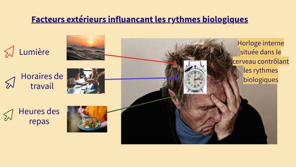 rythmes biologiques | Genially