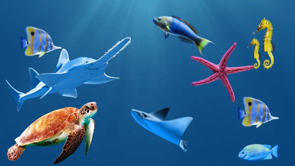 Marine life | Genially