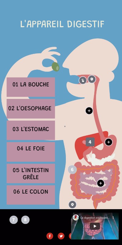 DIGESTIVE VERTICAL INFO