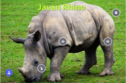 Javan rhino