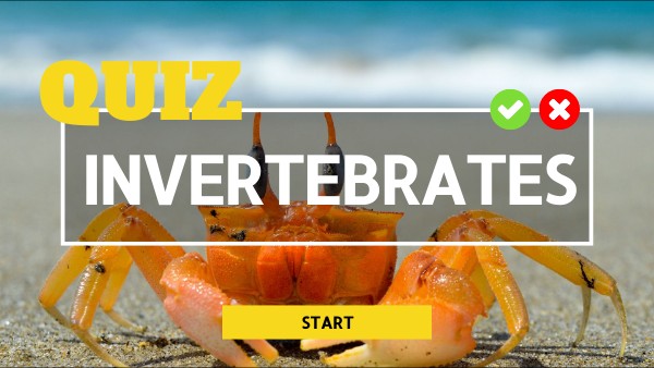 4º QUIZ INVERTEBRATE