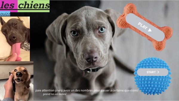 chien quizz | Genially