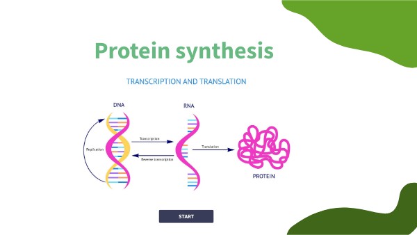 protein synthesis