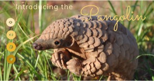 Pangolin Animal Research Interactive Image | Genially