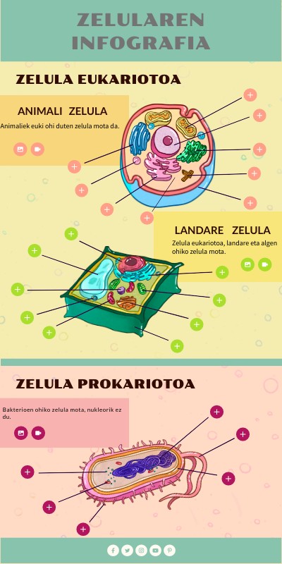 ZELULA INFOGRAFIA | Genially