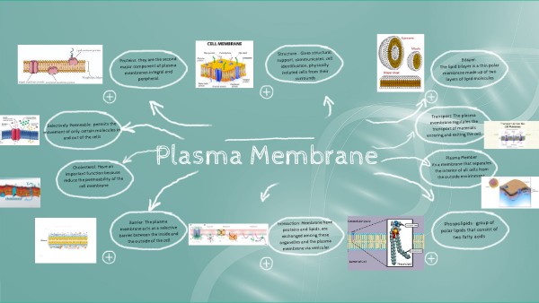 cell membrane | Genially