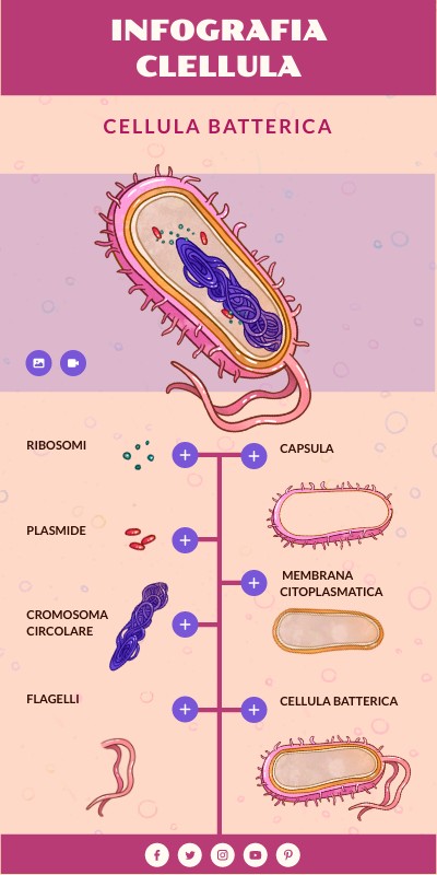 CELL VERTICAL INFO | Genially