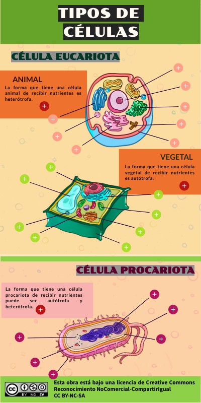 TIPOS DE CÉLULAS. 6º de Primaria. | Genially