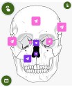 Skull Bones | Genially