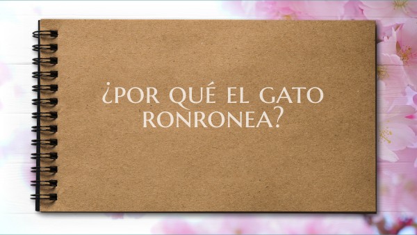 ¿POR QUÉ EL GATO RONRONEA?