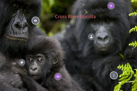 Cross River Gorrilla