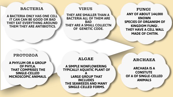 ILLUSTRATED GRAPHIC ORGANIZER