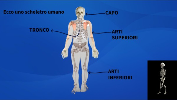 Scheletro umano