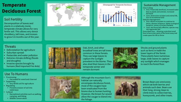 Temperate Deciduous Forest