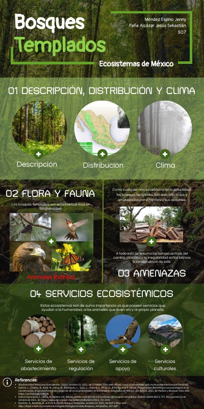 507_Bosques templados_Infografía | Genially