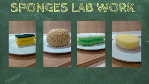 SPONGES LAB WORK | Genially