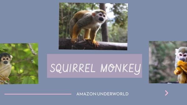 SQUIRREL MONKEY | Genially