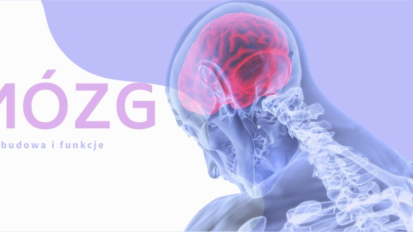 Budowa i funkcje mózgu. | Genially