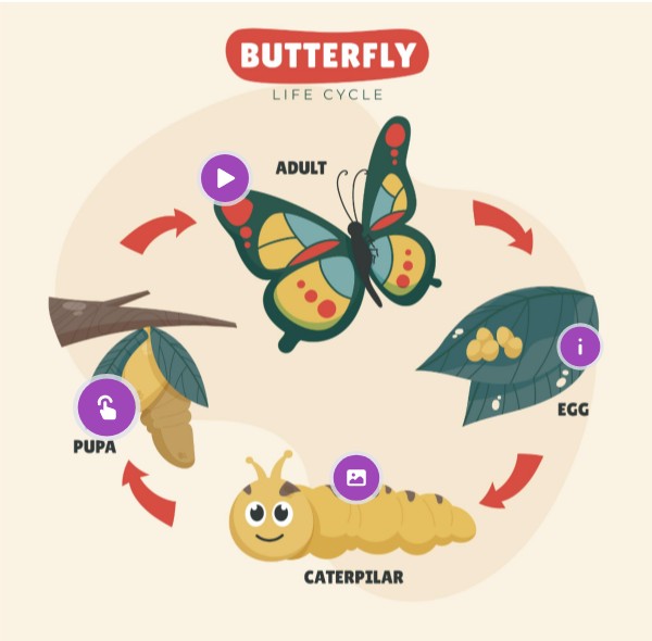 Metamorfosis de la mariposa | Genially