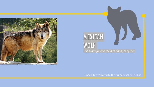 MEXICAN WOLF | Genially