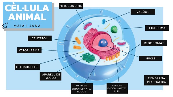 Pòster Cèl·lula animal - Maia i Jana