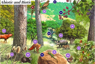 Camilo - Final project- Forest Ecosystem