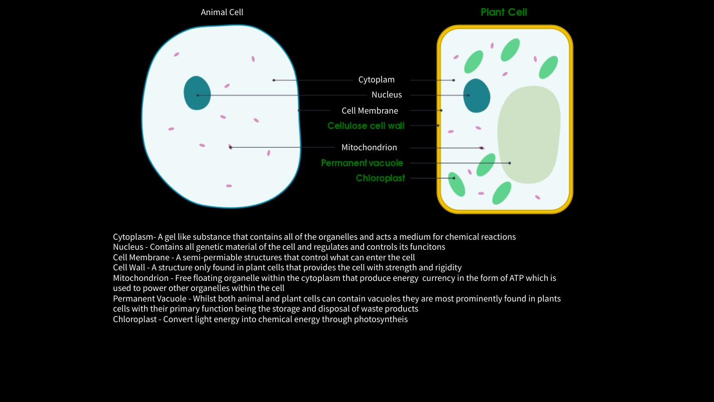 Structures of the Cells
