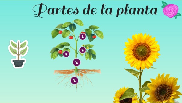 Partes de la planta | Genially