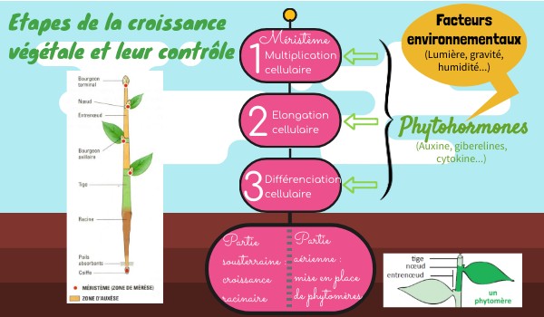 croissance végétale | Genially