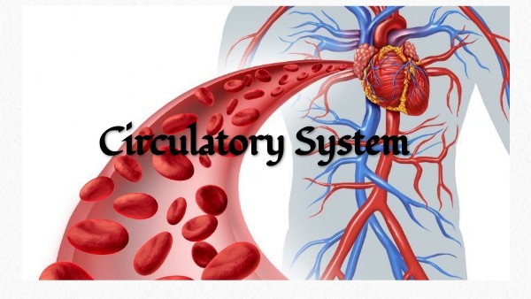 Circulatory System Slide Show | Genially