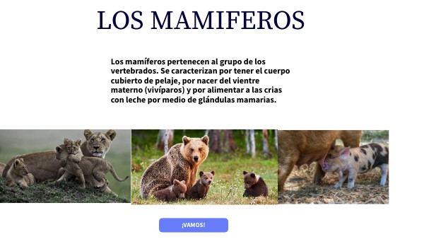 Mamiferos Vertebrados Banner Pedagógico Animais Vertebrados