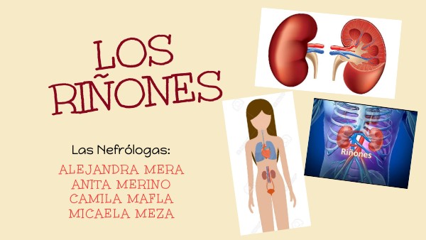 Los Riñones | Genially