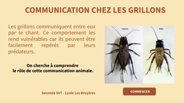 Chant grillon | Genially