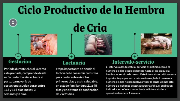 Ciclo Productivo de la Hembra de Cria | Genially